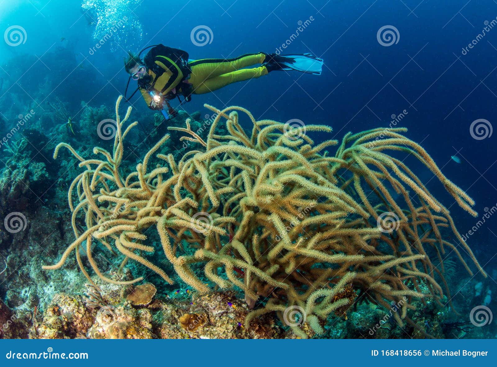 Blue Hole Belize Scuba Diving Editorial Photo - Image of coral ...
