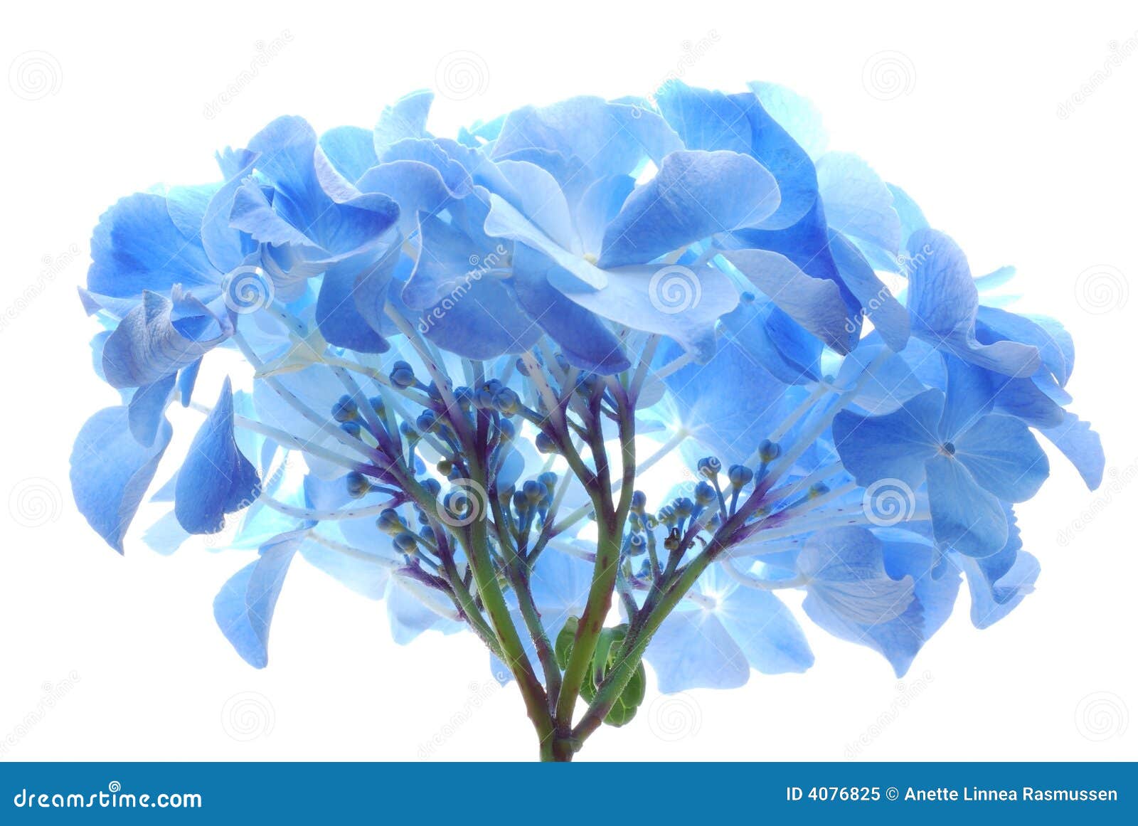 Blue hortensia stock image. Image of hortensia, botanic - 4076825