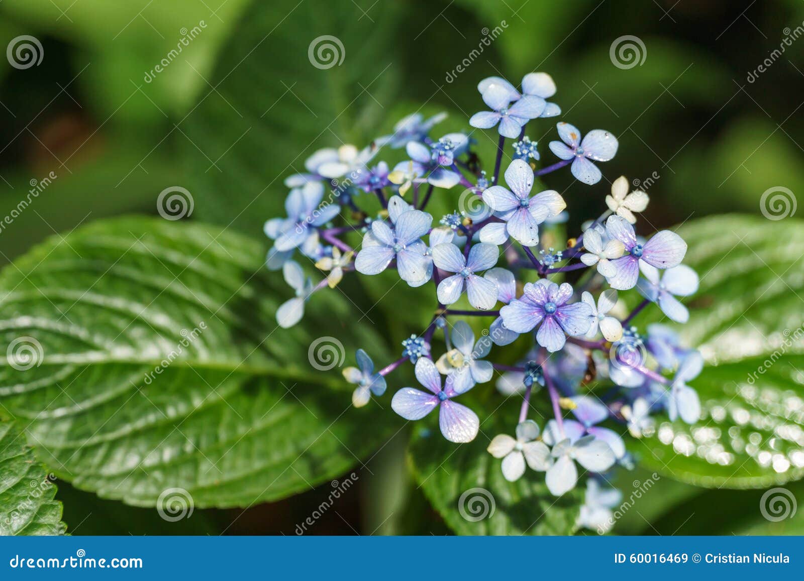 Blue hortensia flower stock image. Image of rises, light - 60016469
