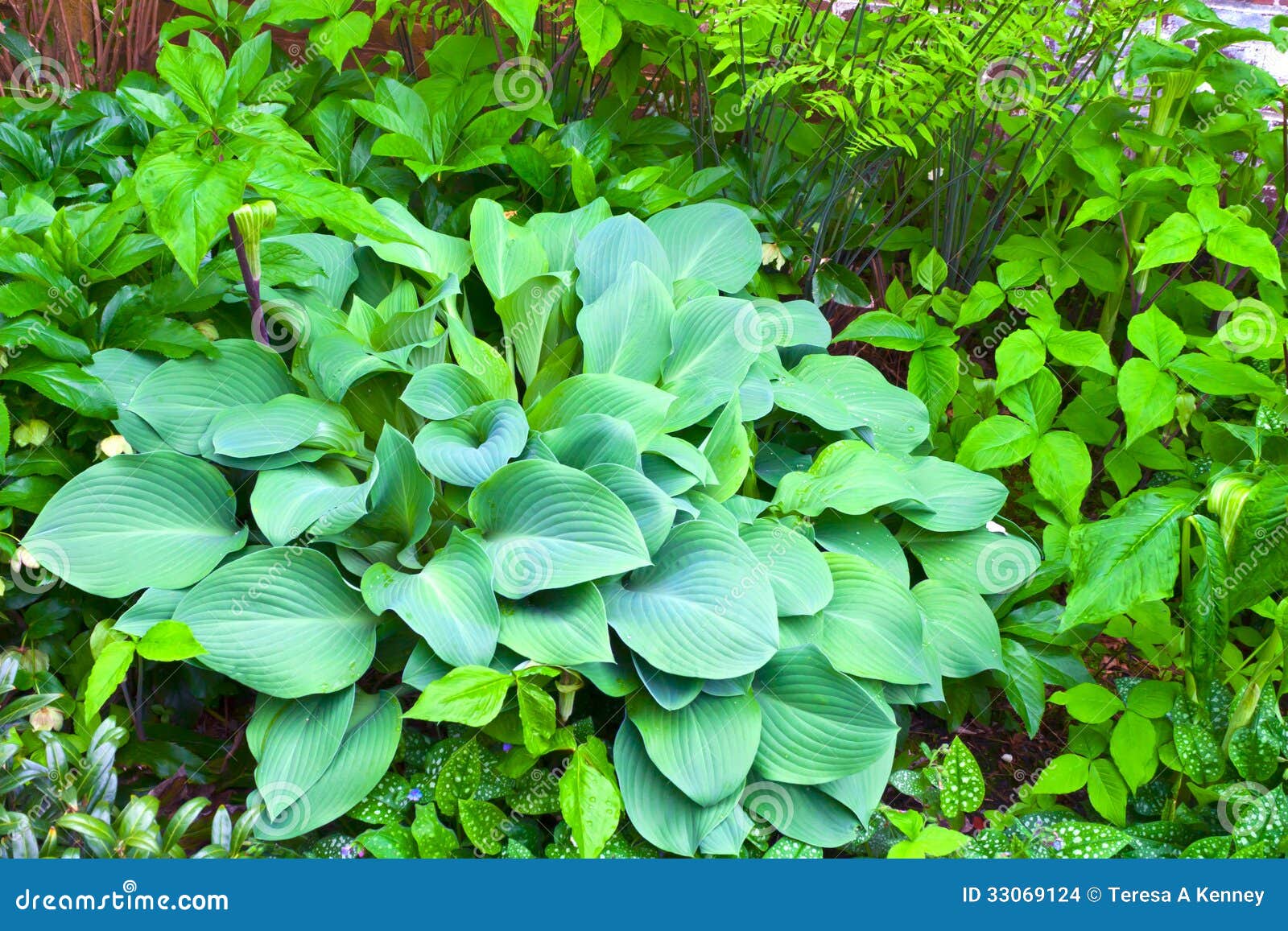 Blue Hosta stock photo. Image of idea, hosta, colourful - 33069124