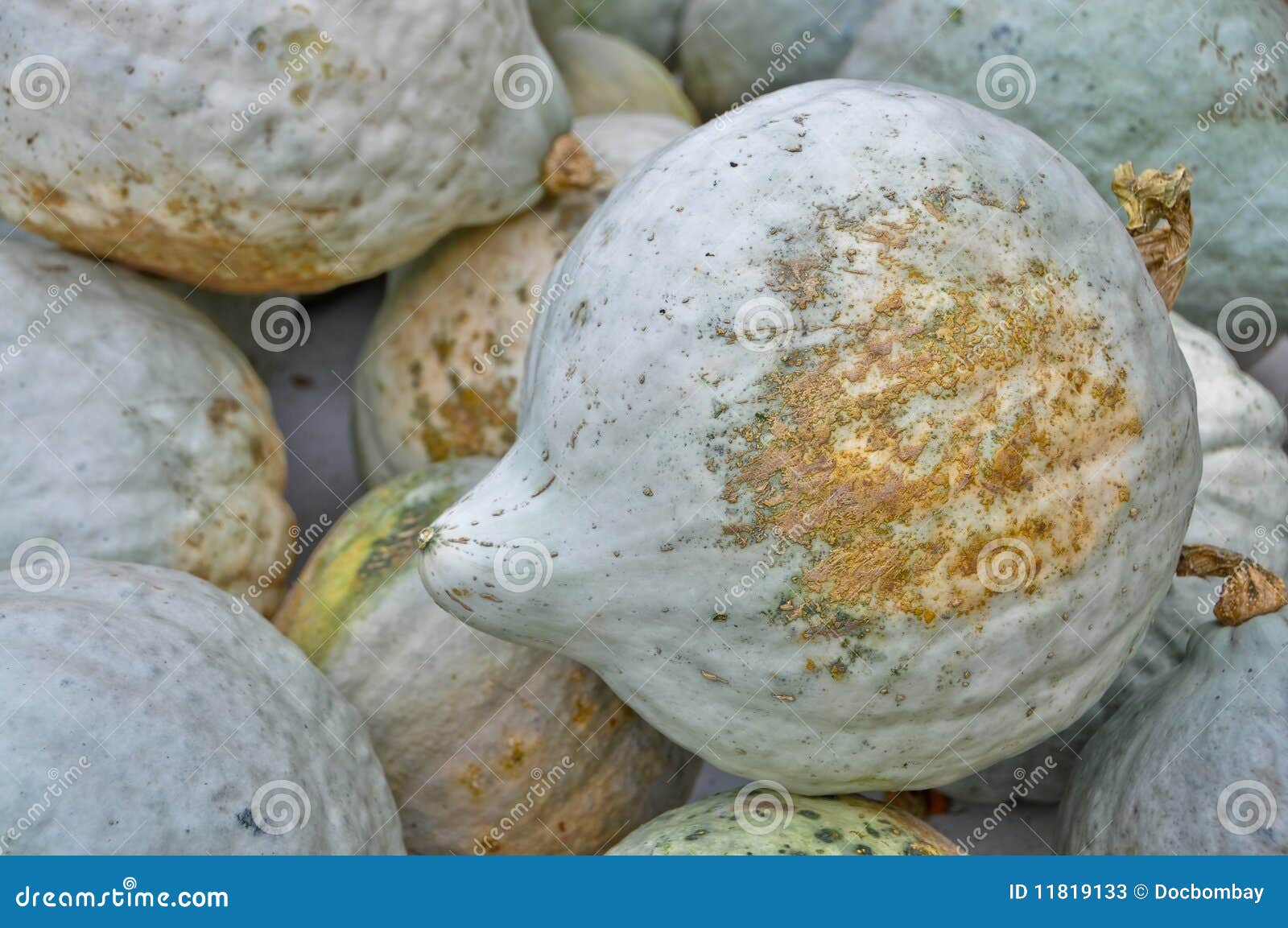 Blue Hubbard Squash stock image. Image of food, autumn - 11819133