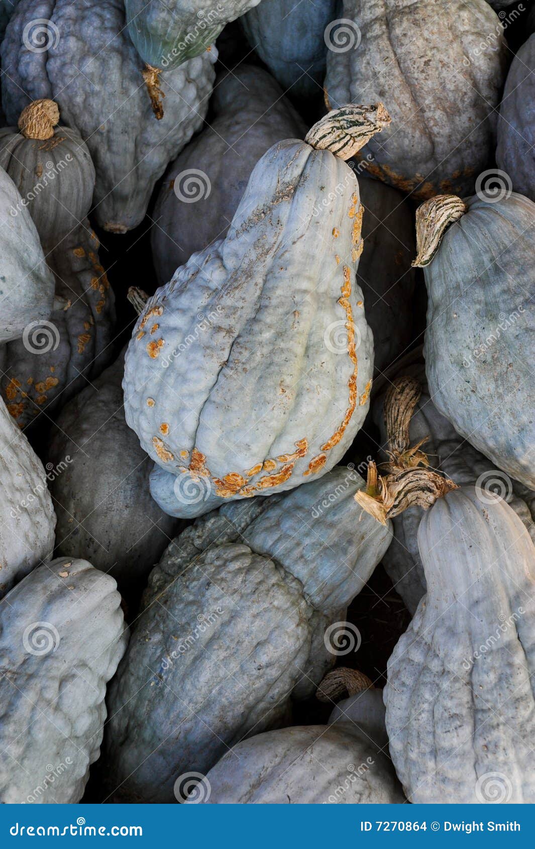 Blue Hubbard Squash stock photo. Image of seasonal, harvest - 7270864