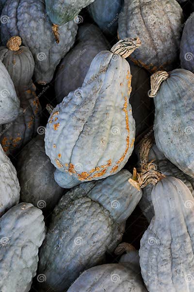 Blue Hubbard Squash stock photo. Image of seasonal, harvest - 7270864