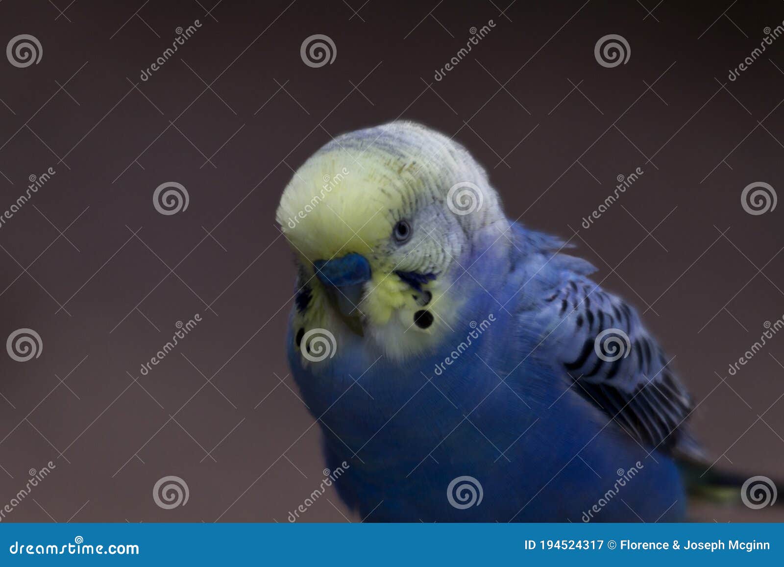 Blue Hues of Shell Parakeet in Florida Stock Image - Image of tourism ...