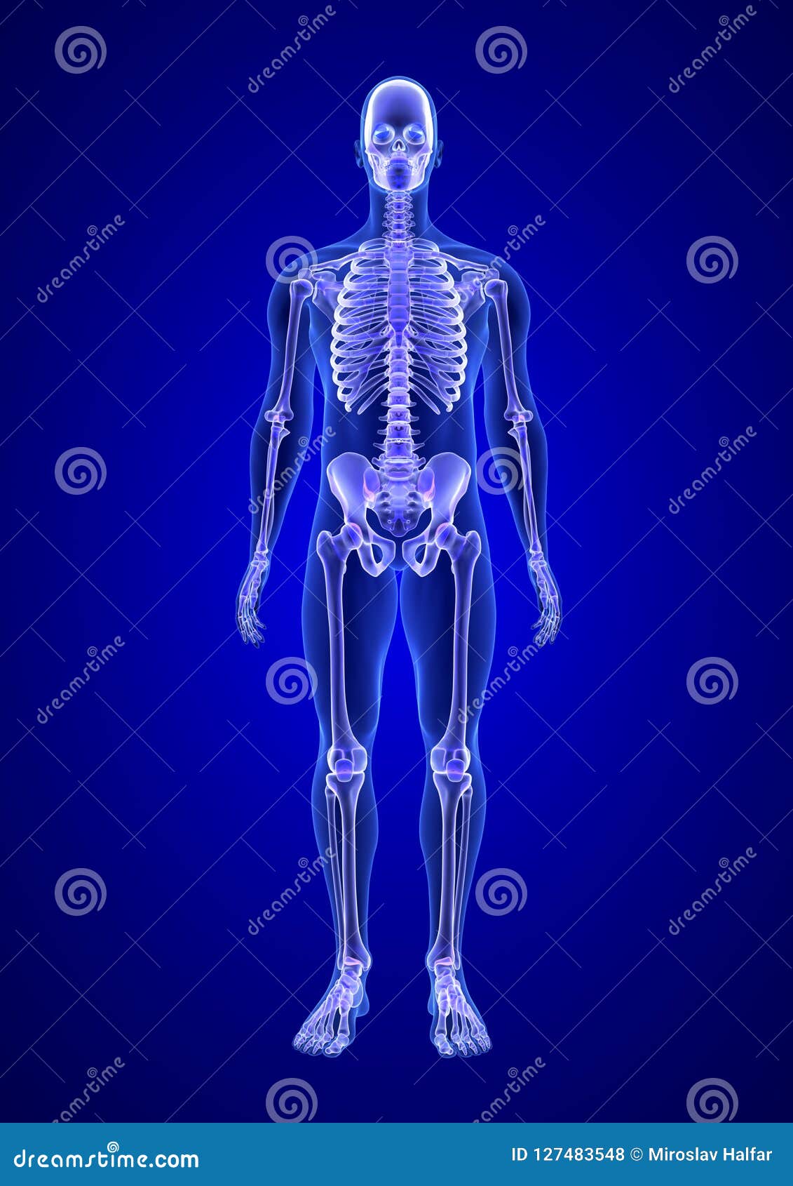 Blue Human Anatomy Body and Skeleton 3D Scan Render on Blue Background ...