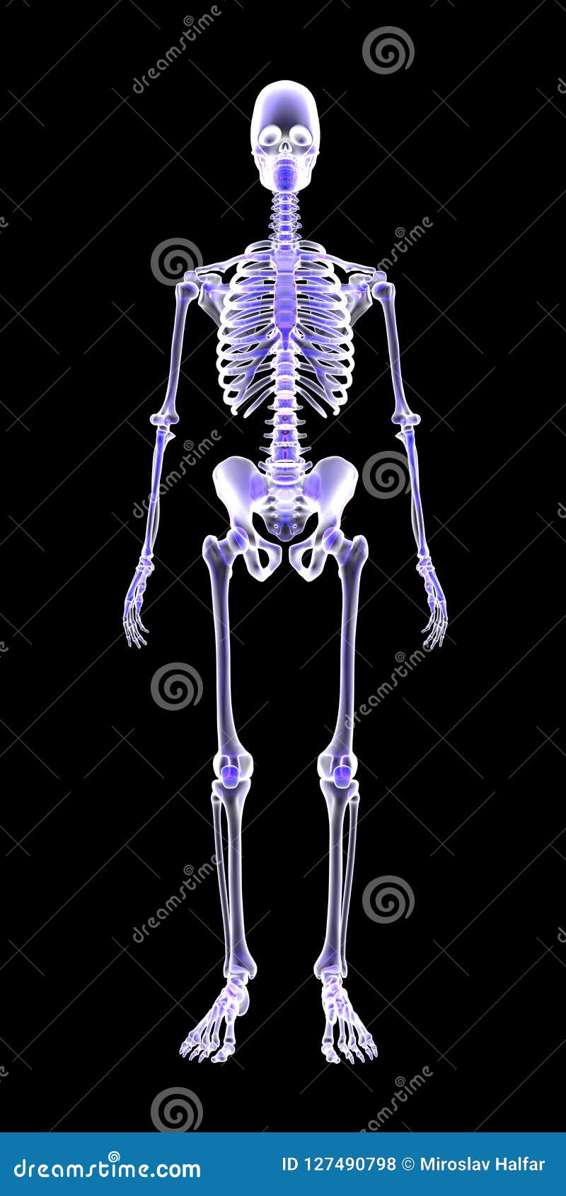 Blue Human Anatomy Skeleton 3D Scan Render on Black Background Stock ...