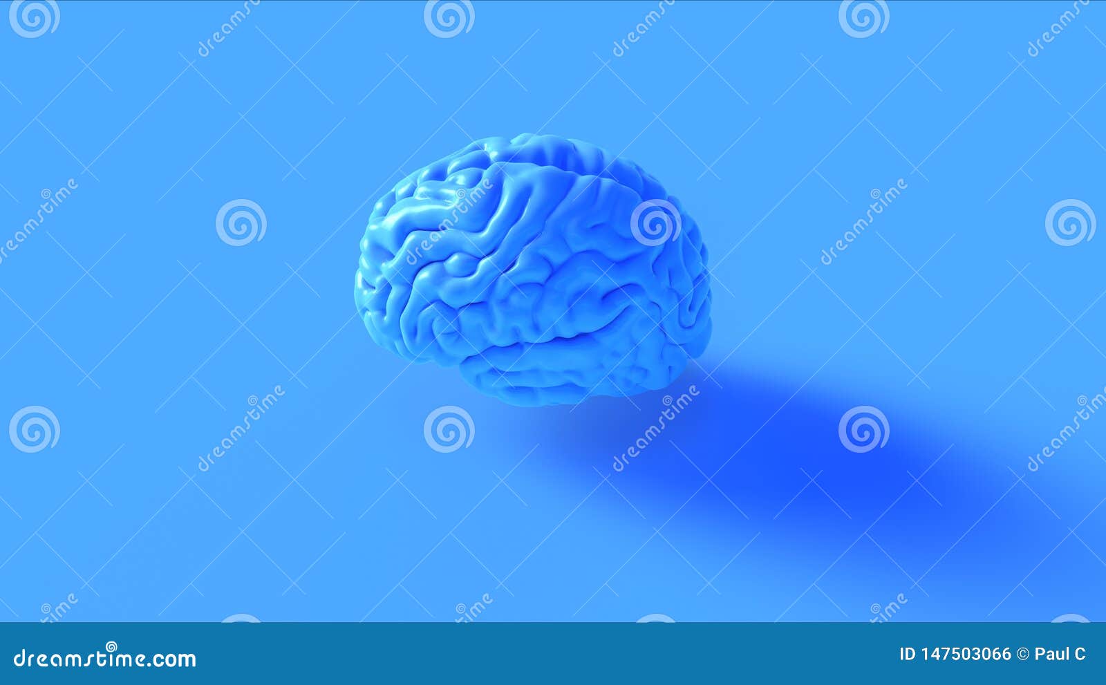 Blue Human Brain Anatomical Model Stock Illustration - Illustration of ...