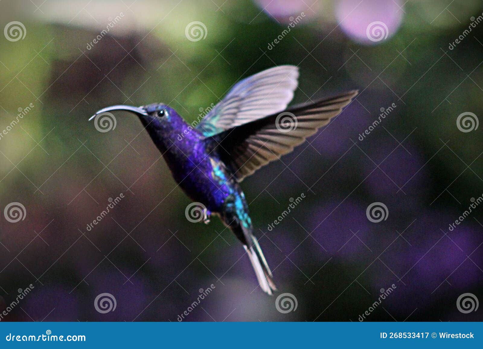Blue hummingbird in flight stock image. Image of eyes - 268533417