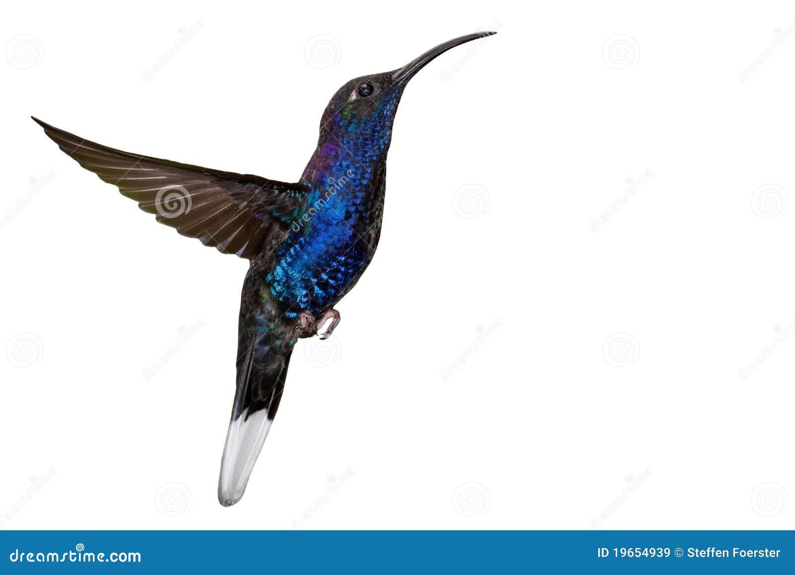 Blue Hummingbird in Flight Isolated on White Stock Image - Image of ...