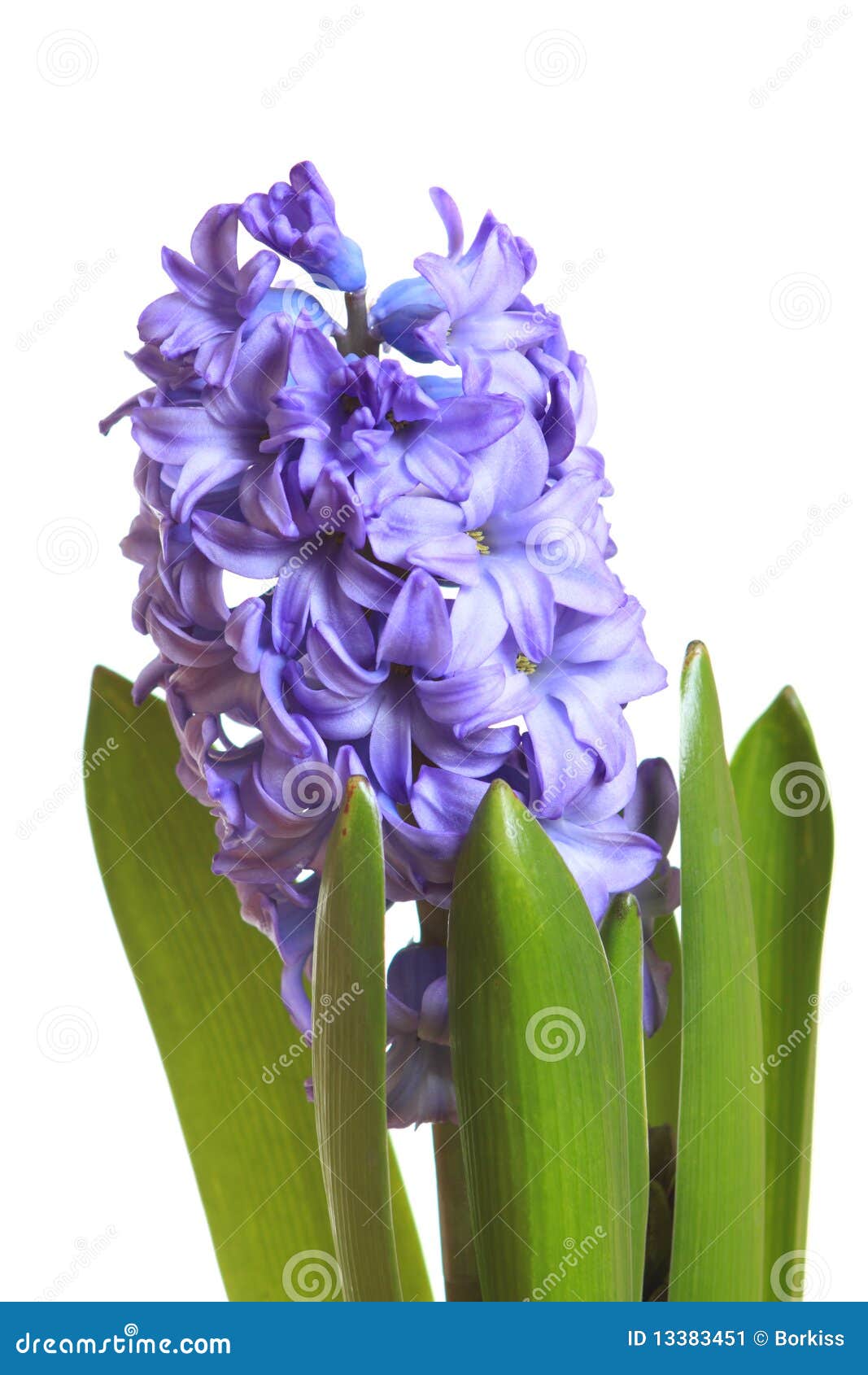 Blue hyacinth stock image. Image of isolated, leaves - 13383451