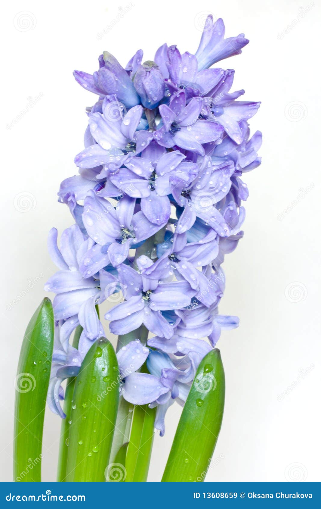 Blue hyacinth stock image. Image of flower, beauty, lavender - 13608659