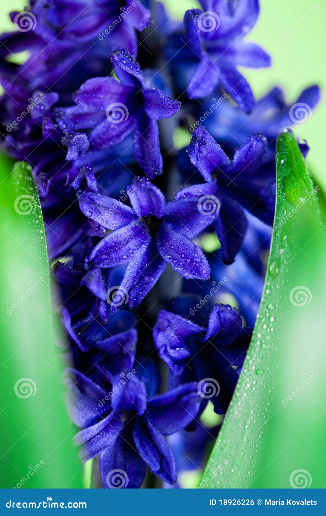 Blue hyacinth stock photo. Image of nature, springtime - 18926226