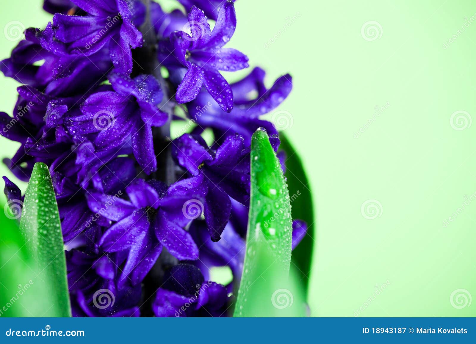 Blue hyacinth stock image. Image of bluebell, floral - 18943187