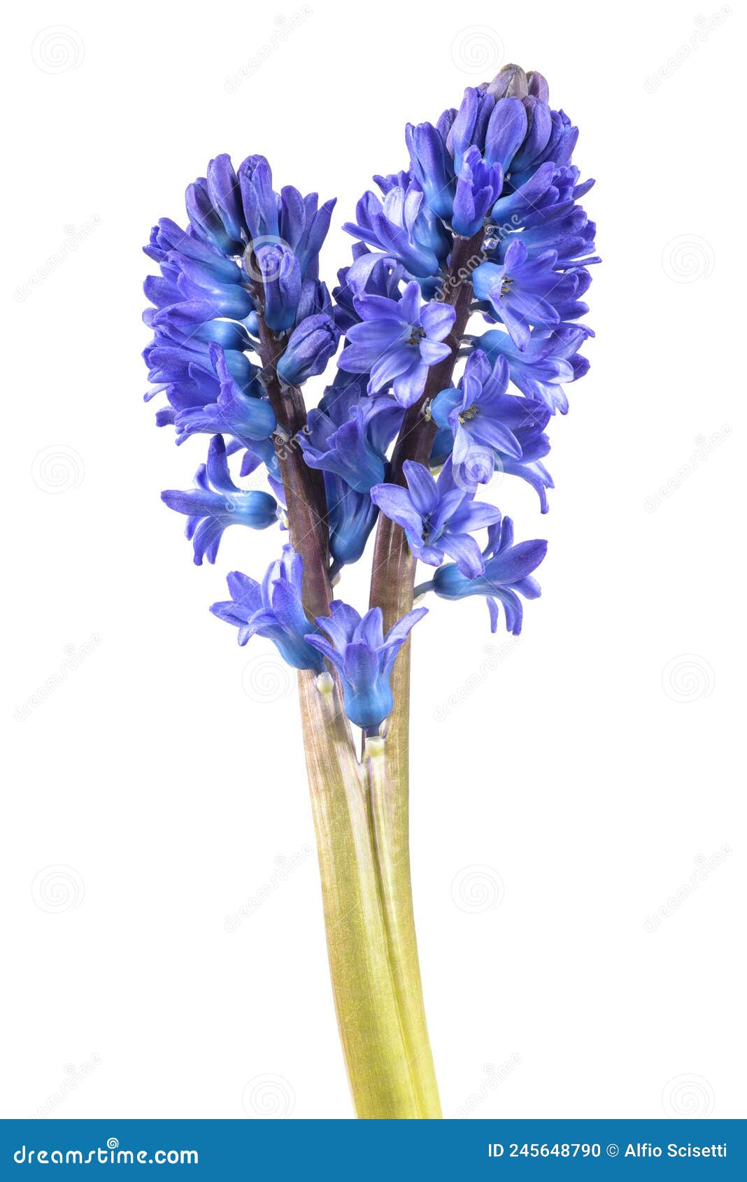 Blue hyacinth stock photo. Image of bunch, hyacinths - 245648790