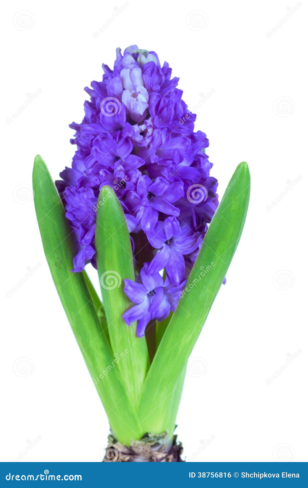 Blue hyacinth stock photo. Image of botany, beautiful - 38756816
