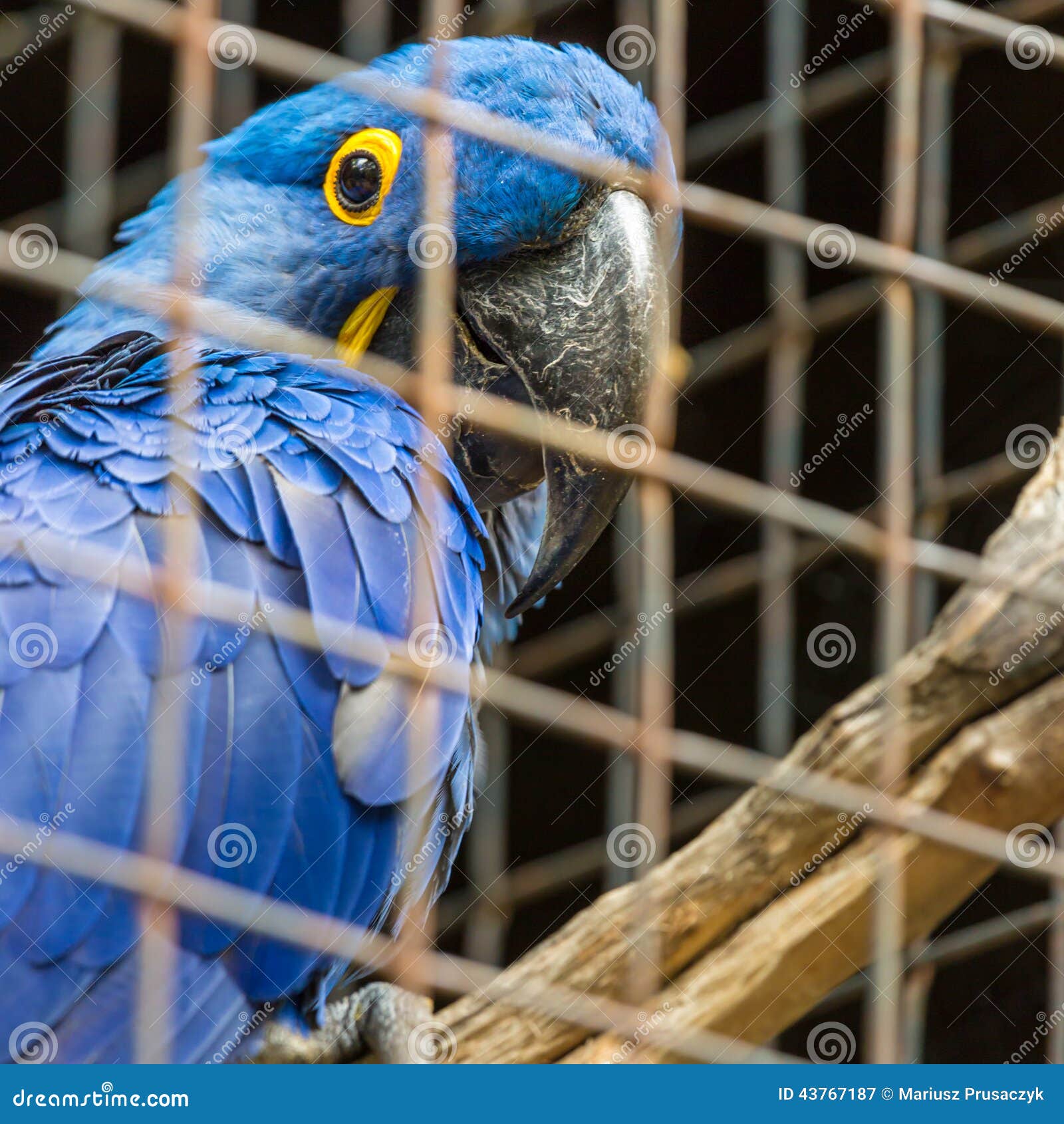 Blue Hyacinth Macaw Parrot in Zoo. Stock Image - Image of green, beak ...