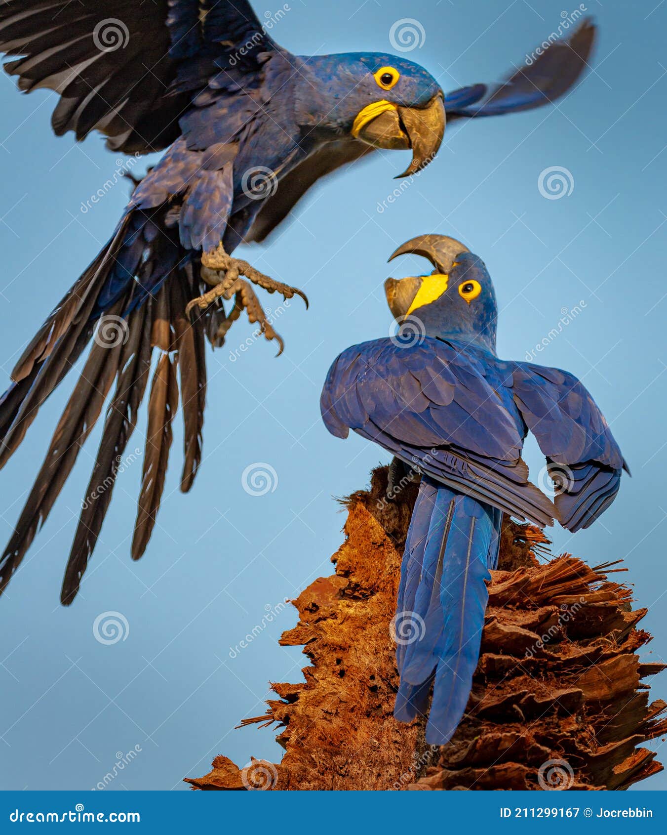 Blue Hyacinth Macaws Preparing for Mating Stock Image - Image of ...