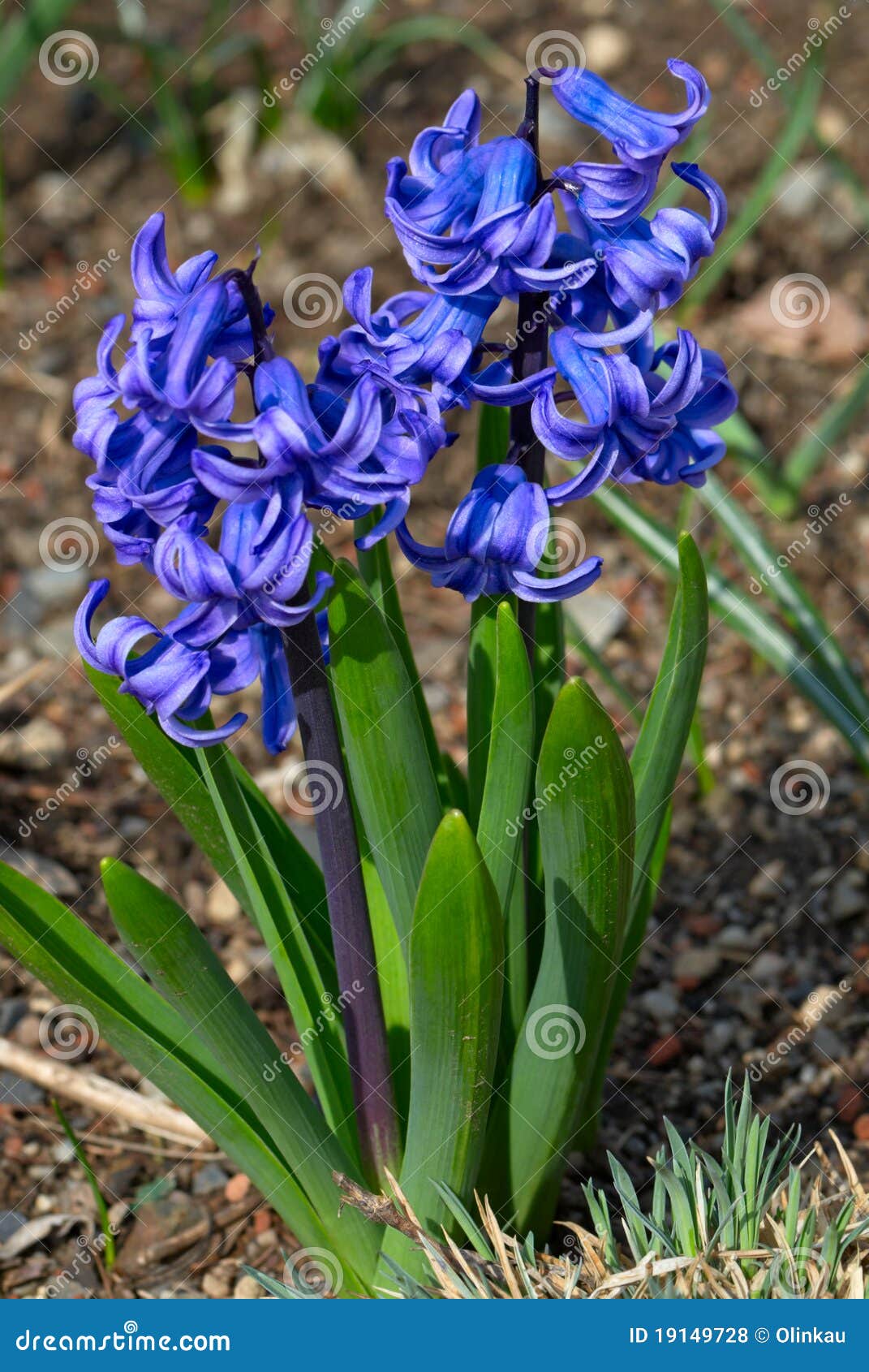 Blue hyacinths stock photo. Image of blossom, botany - 19149728