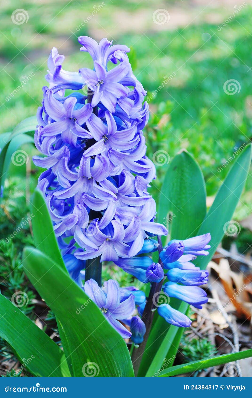 Blue hyacinths stock image. Image of fresh, april, leaf - 24384317