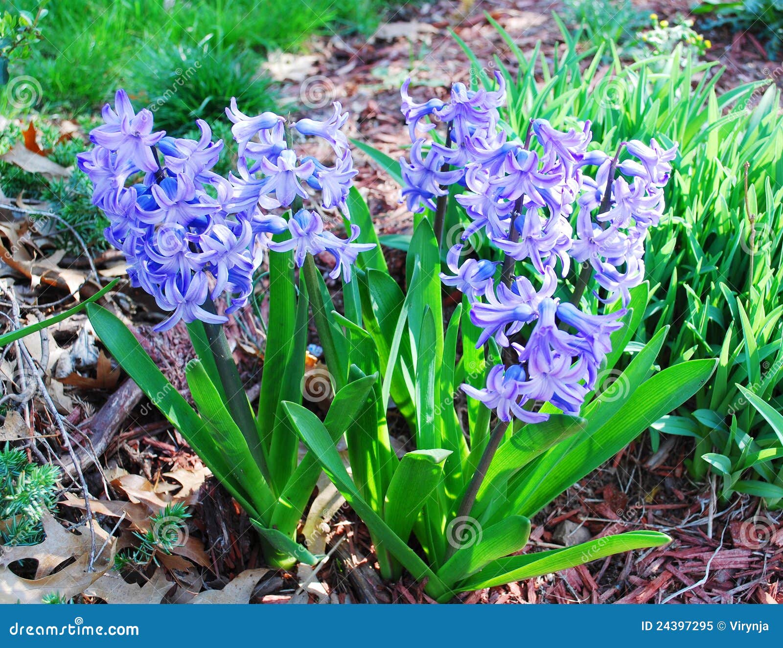 Blue hyacinths stock image. Image of blue, flower, botany - 24397295