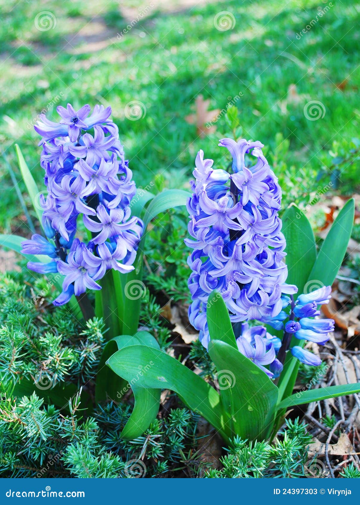 Blue hyacinths stock image. Image of cultivated, detail - 24397303
