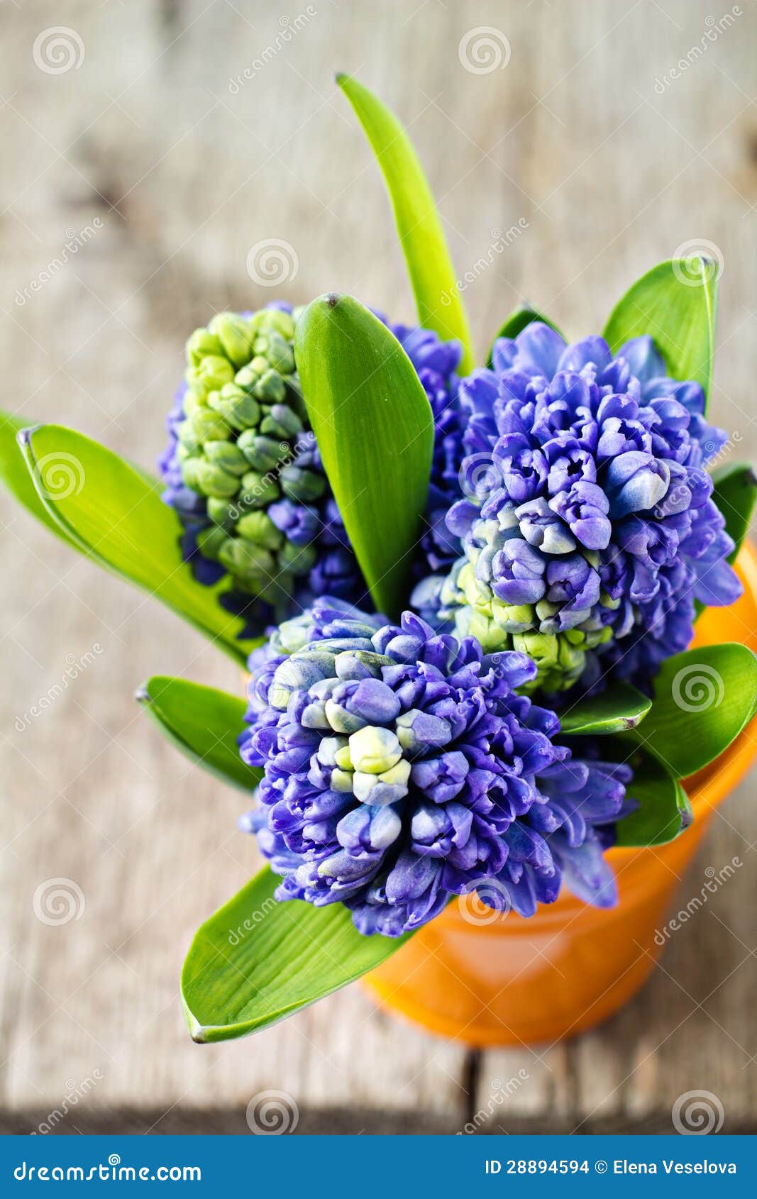 Blue hyacinths stock photo. Image of hyacinth, present - 28894594