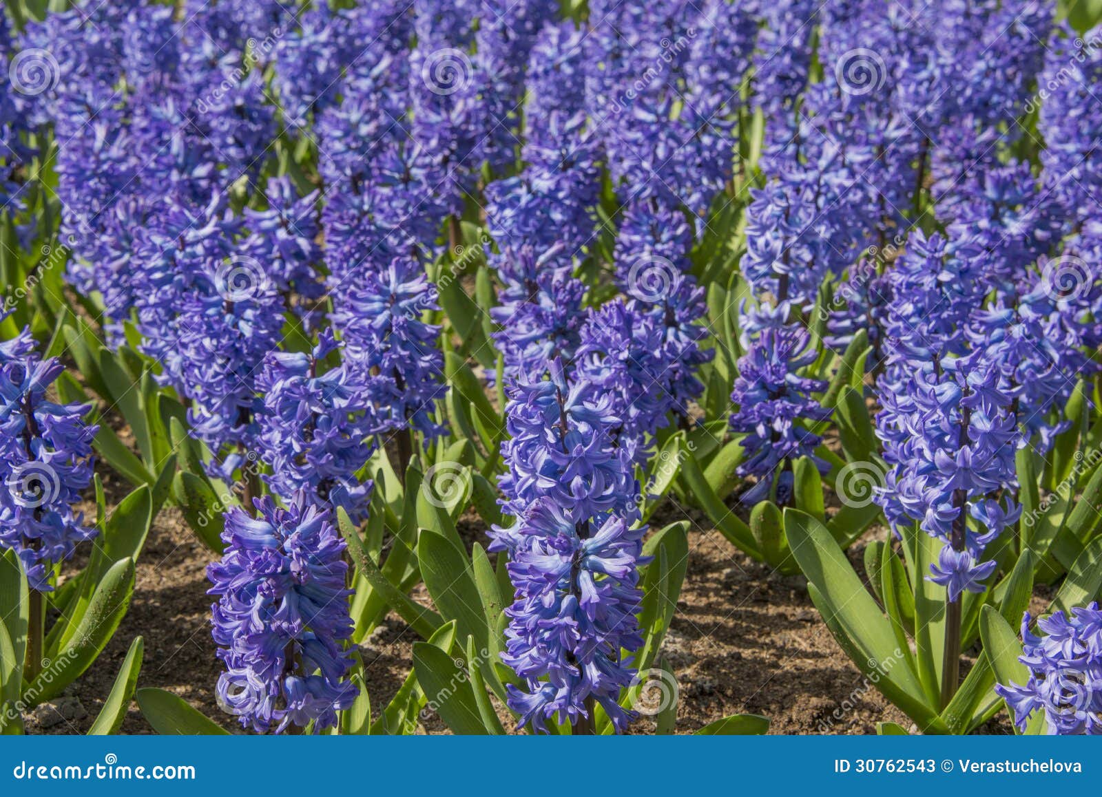 Blue hyacinths stock image. Image of bulb, plant, season - 30762543