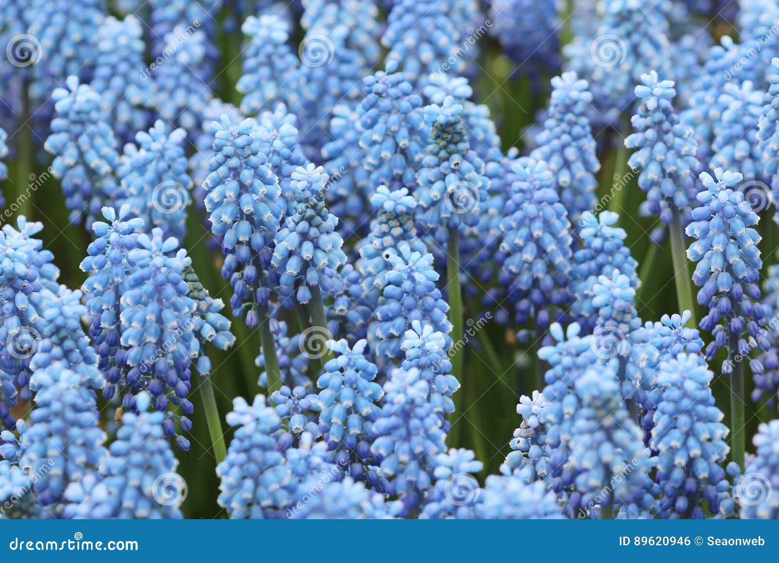 The Blue Hyacinths Isolated at 2017 Stock Photo - Image of hyacinths ...