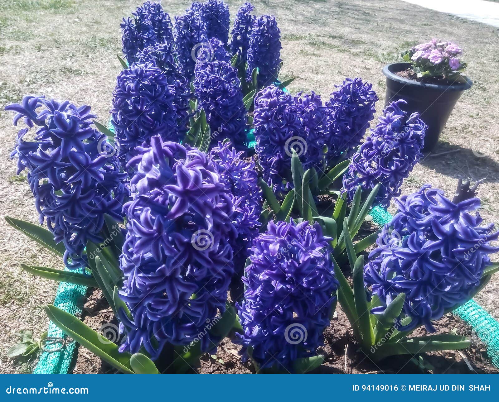 Blue hyacinths stock photo. Image of scilloideae, flowers - 94149016