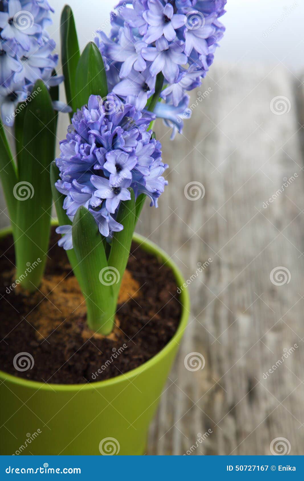 Blue hyacinths stock image. Image of background, flowers - 50727167