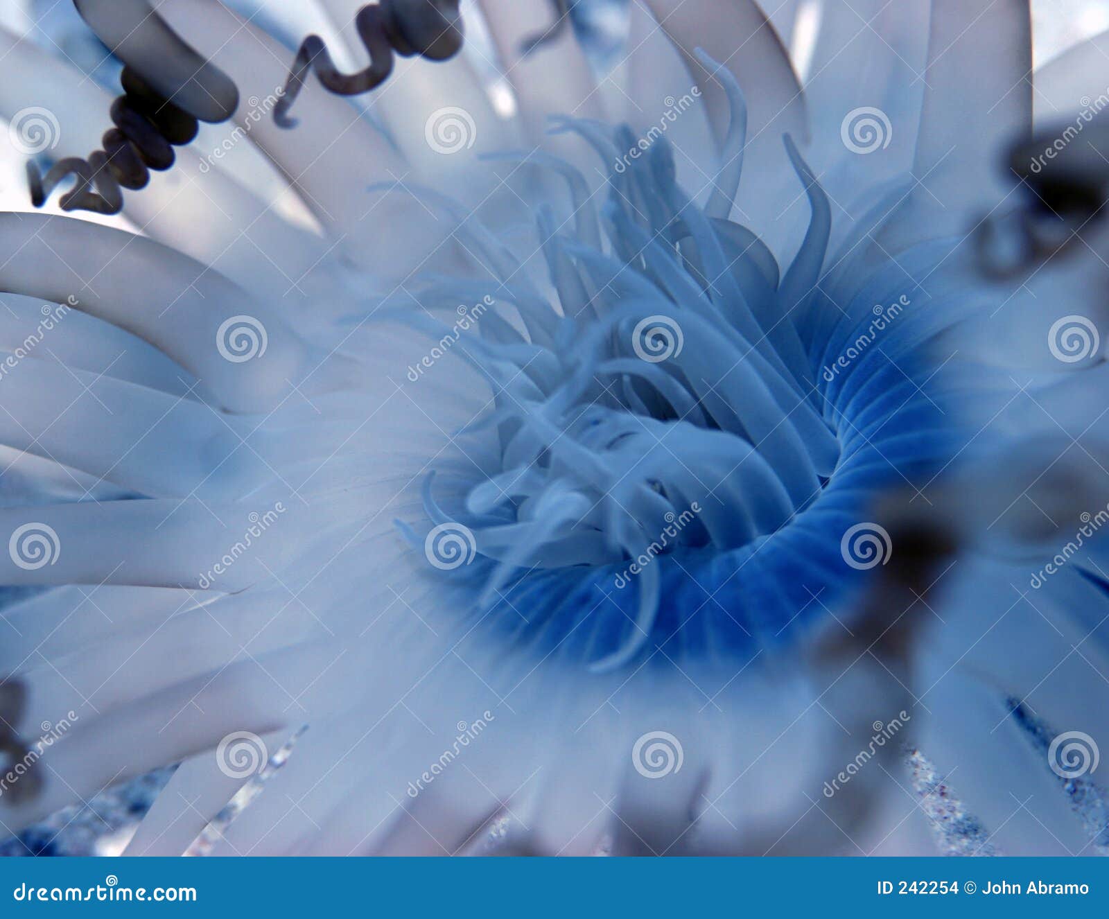 Blue Hydra stock photo. Image of underwater, tropical, anemone - 242254