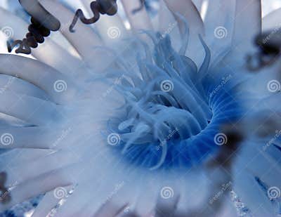 Blue Hydra stock photo. Image of underwater, tropical, anemone - 242254