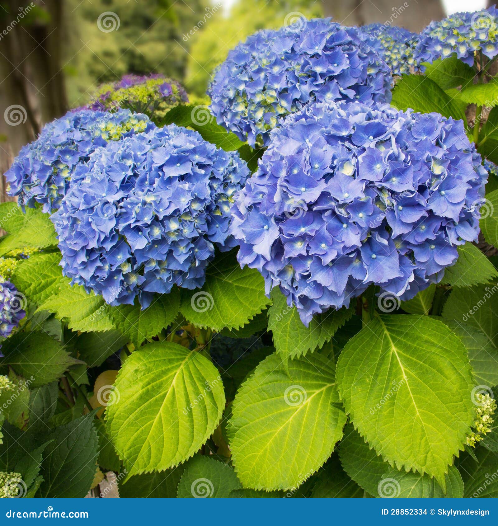 Blue hydrangea stock photo. Image of gardening, backgrounds - 28852334