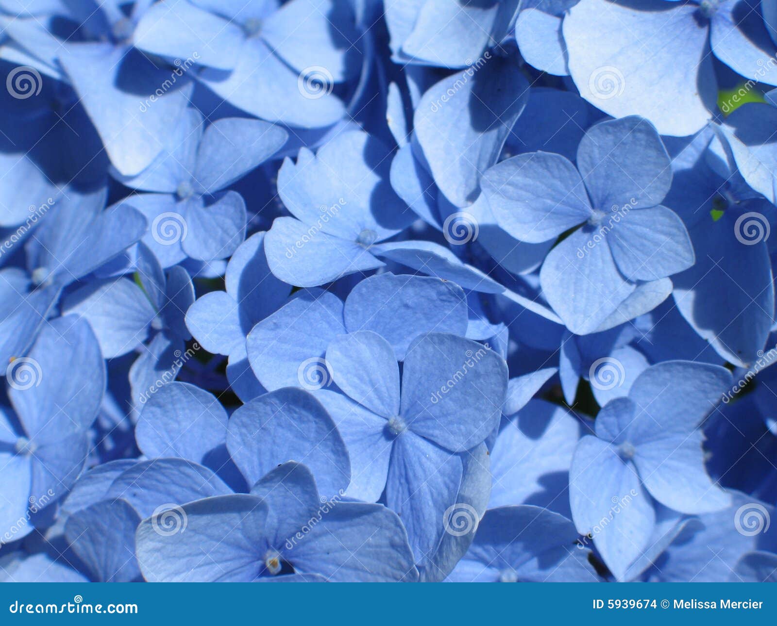 264 Baby Blue Hydrangea Stock Photos - Free & Royalty-Free Stock Photos ...