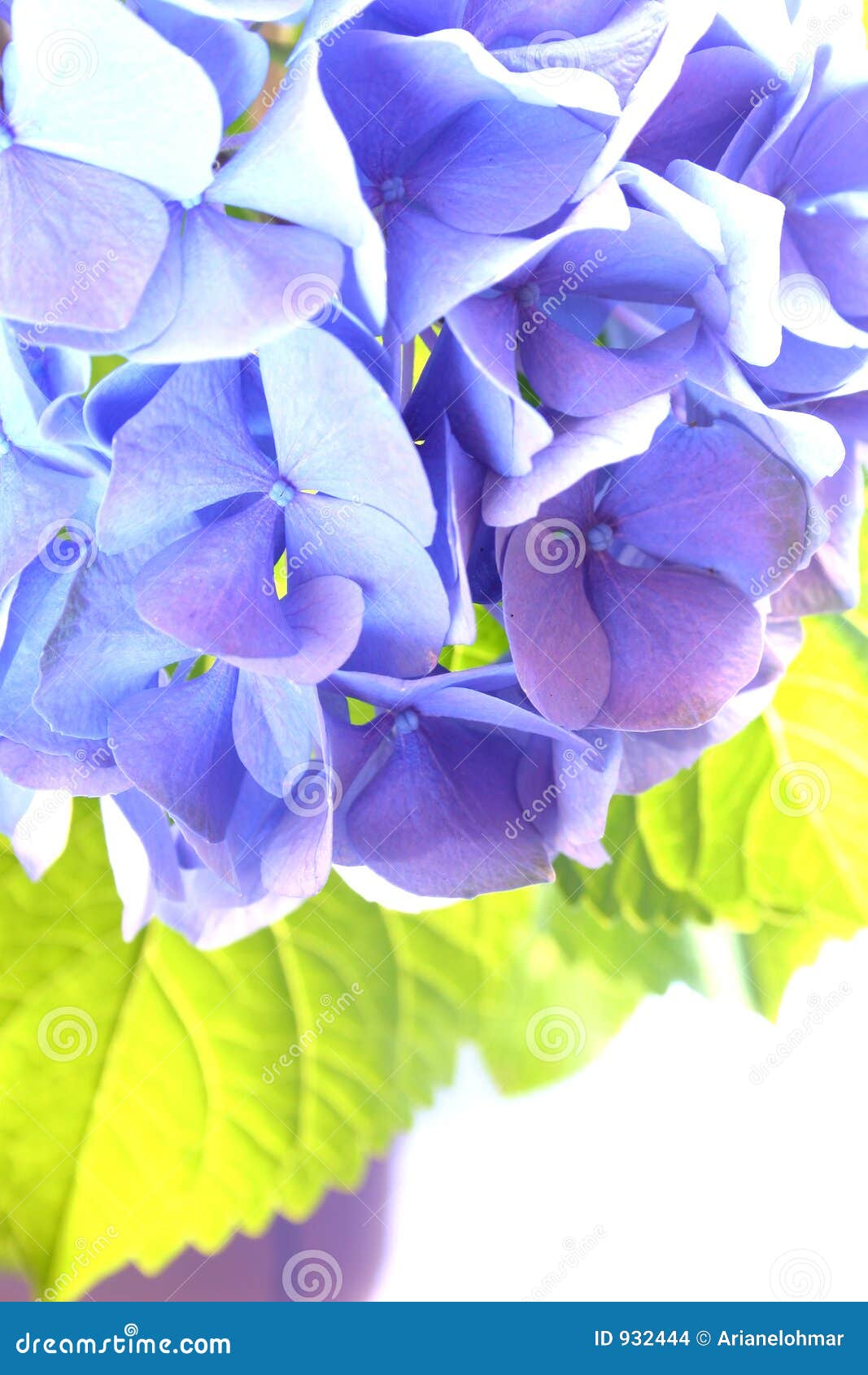 Blue Hydrangea stock photo. Image of life, close, nature - 932444