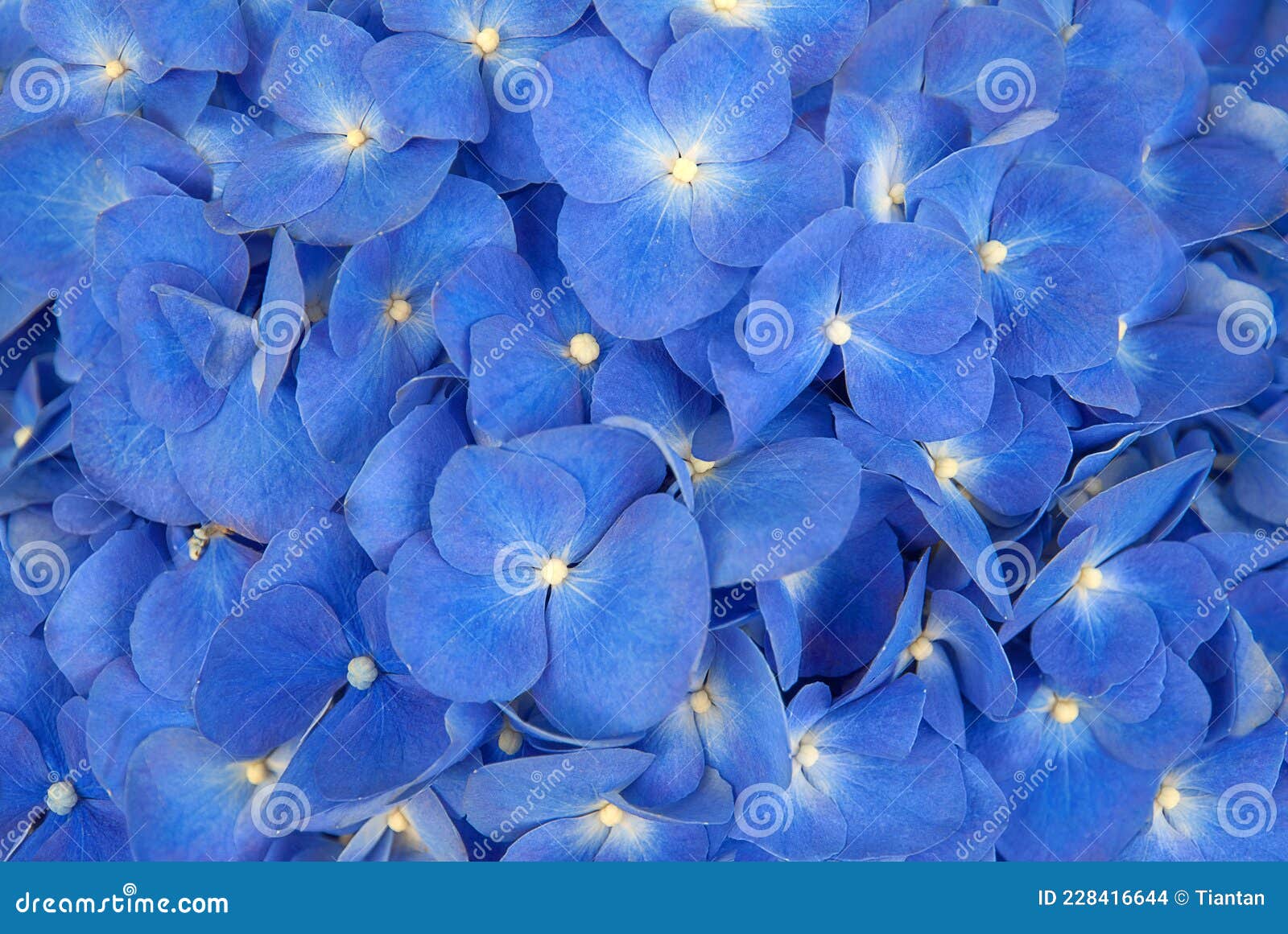 Blue hydrangea background stock photo. Image of florist - 228416644