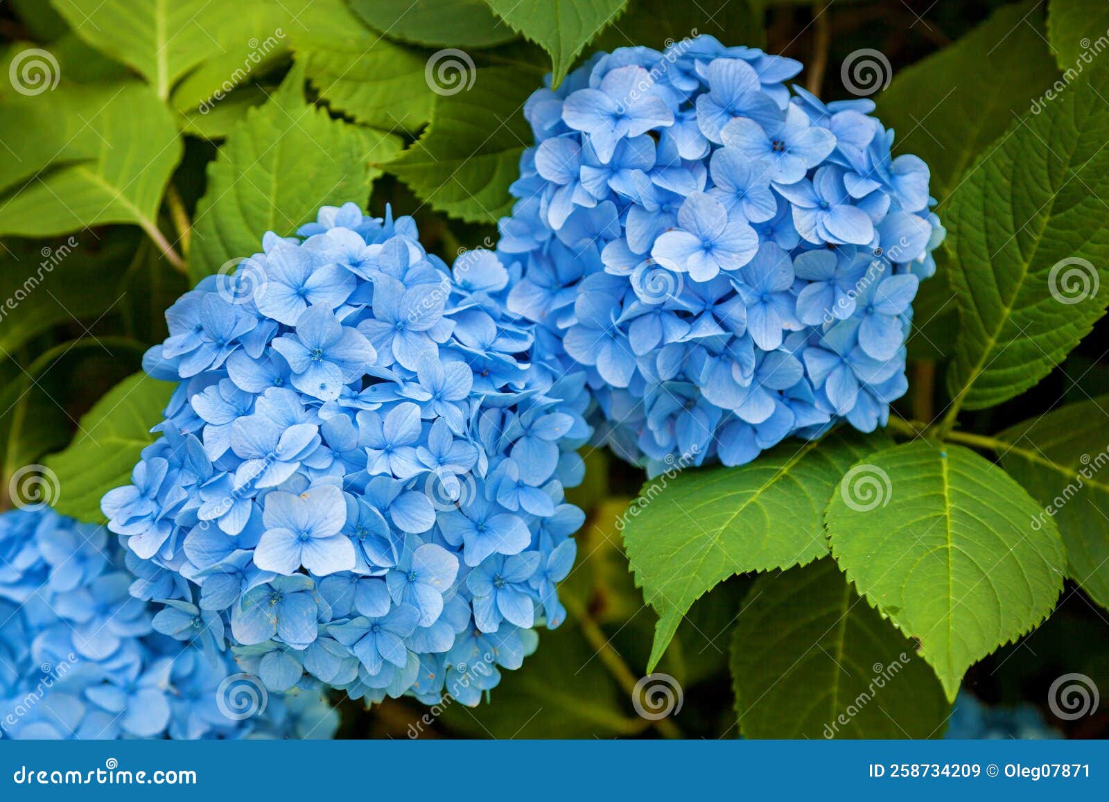 Blue Hydrangea on the Background of Green Leaves Stock Image - Image of ...