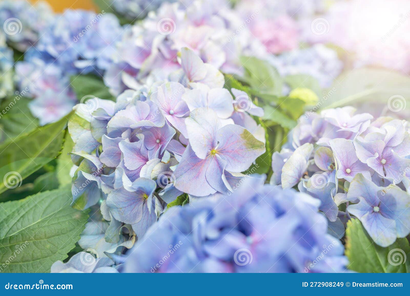 The Blue Hydrangea Background Picture. Hydrangea is in Full Blooming ...