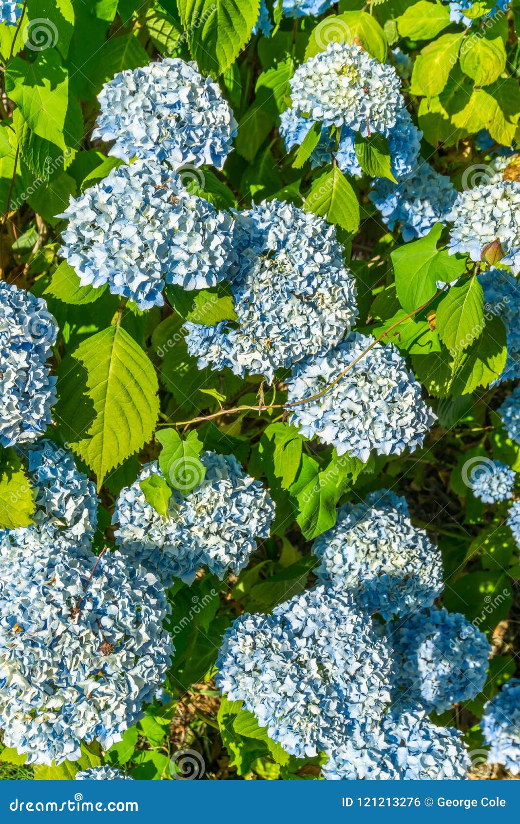 Blue Hydrangea Background stock photo. Image of flowers - 121213276