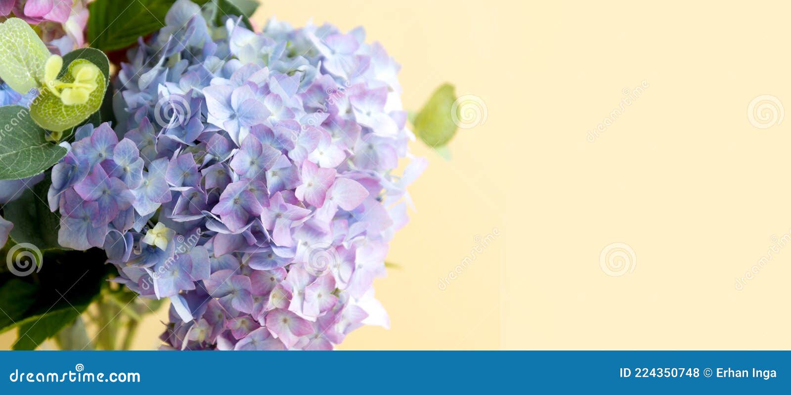 Blue Hydrangea Banner, Abstract Beautiful Flower Background with Copy ...