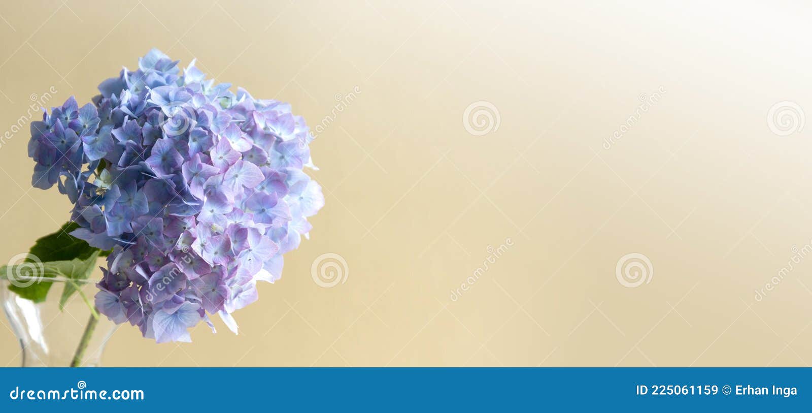 Blue Hydrangea Banner, Abstract Beautiful Flower Background with Copy ...