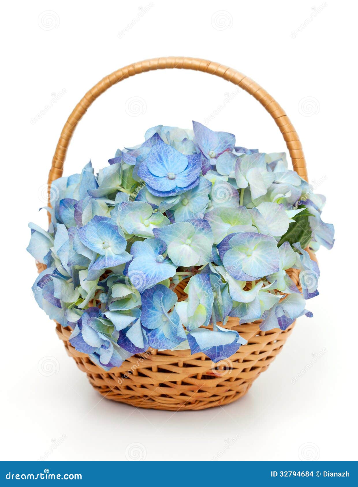 Blue Hydrangea in a basket stock photo. Image of isolated - 32794684