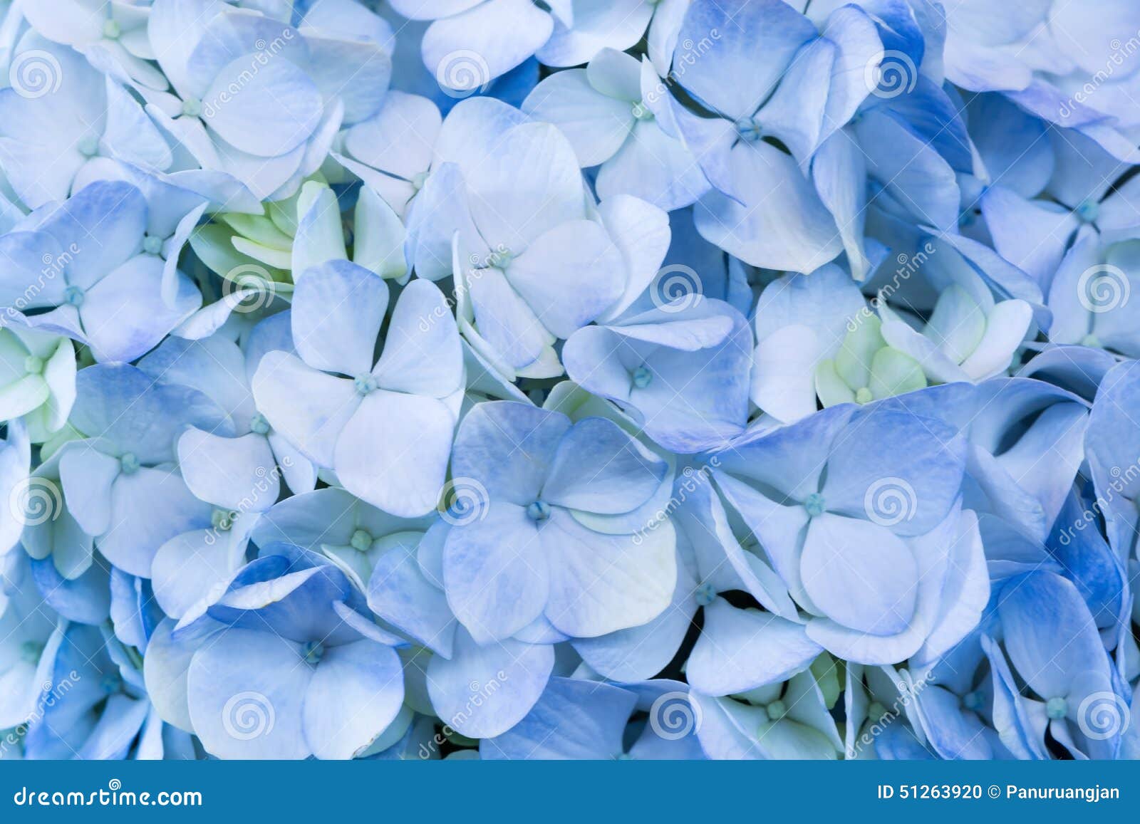 Blue hydrangea stock photo. Image of blue, natural, flower - 51263920