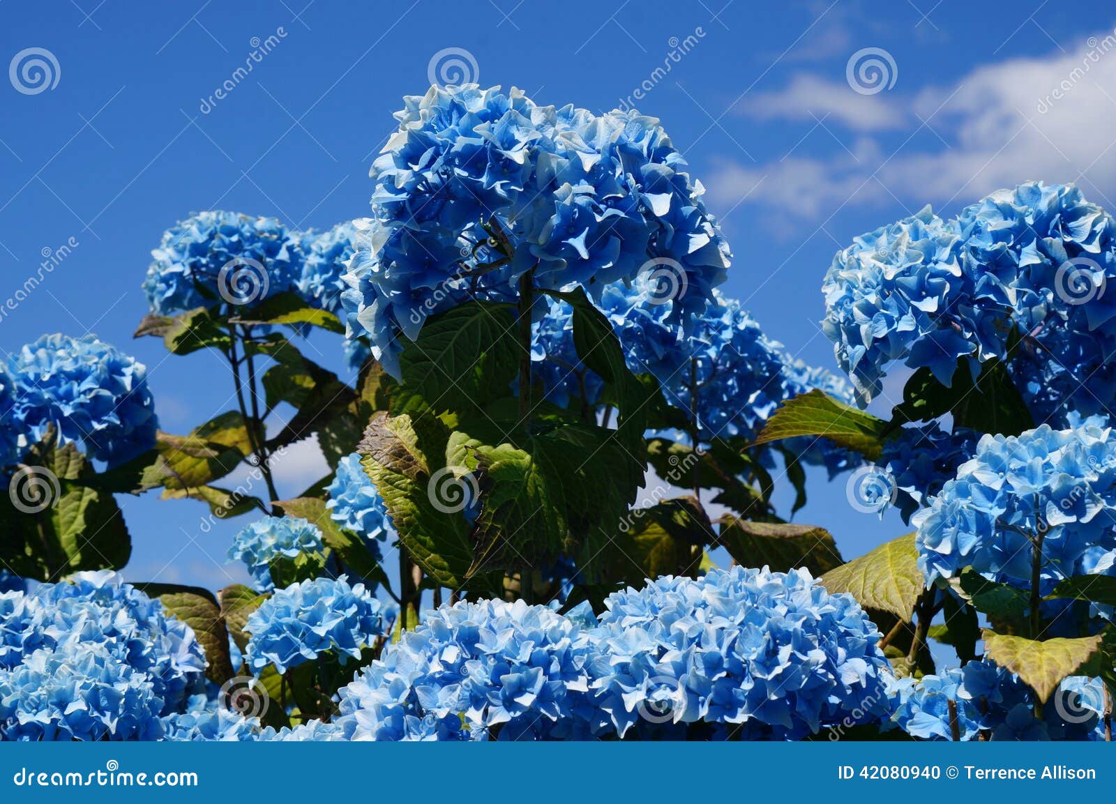 Blue hydrangea stock photo. Image of flowers, early, hydrangea - 42080940