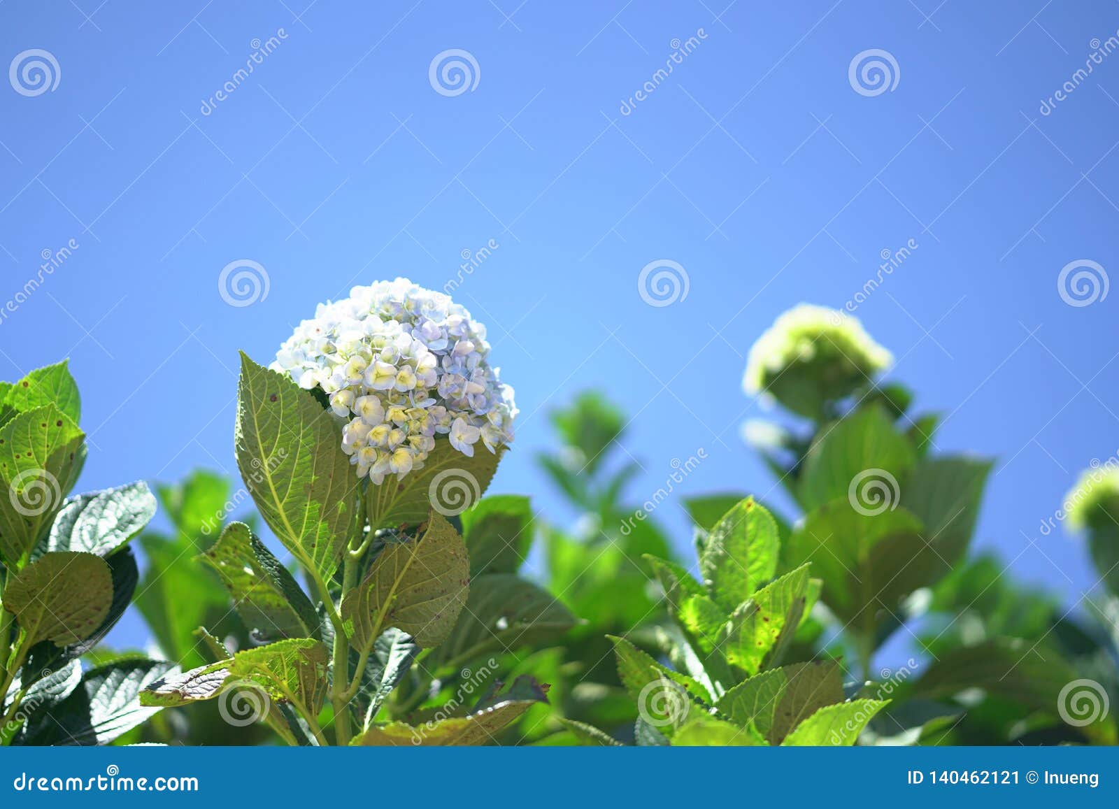 Blue Hydrangea Blooming in the Blue Sky. Stock Image - Image of bloom ...