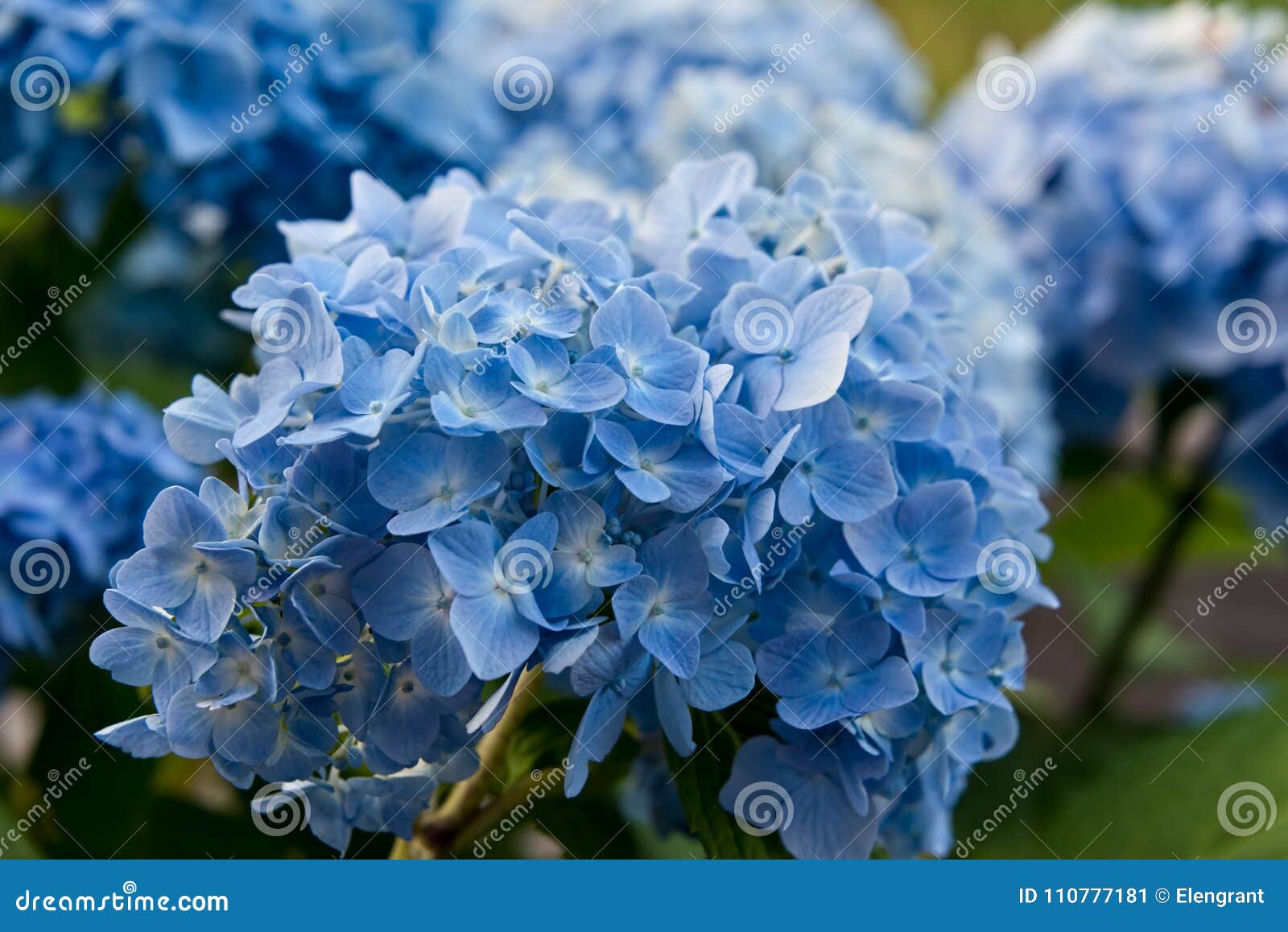 Blue Hydrangea Blossom Close-up in the Garden Stock Image - Image of ...