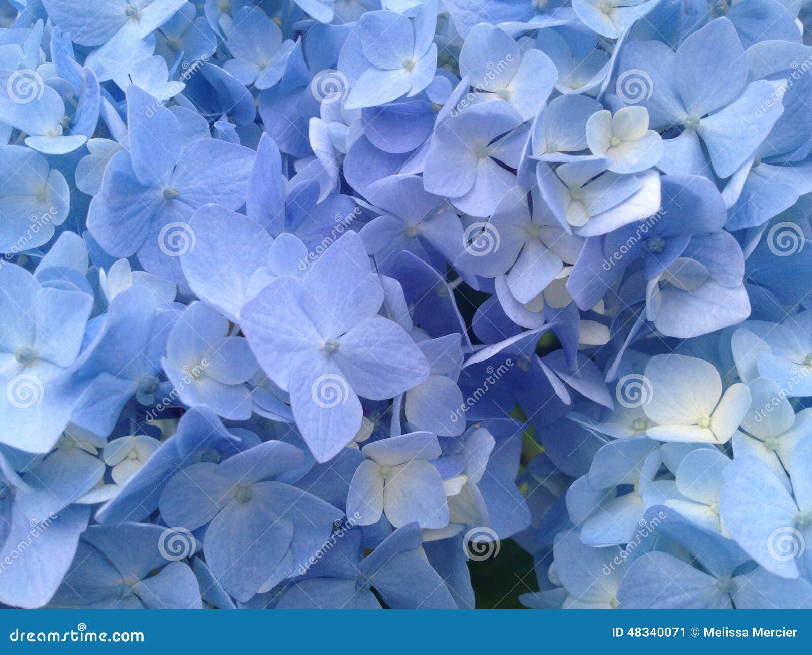 Blue hydrangea blossoms stock image. Image of botany - 48340071
