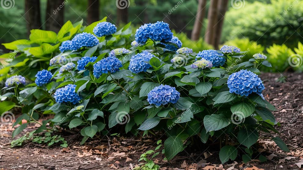 Blue Hydrangea Bush Surrounded by Trees in Forest Setting Stock Photo - Image of environment ...