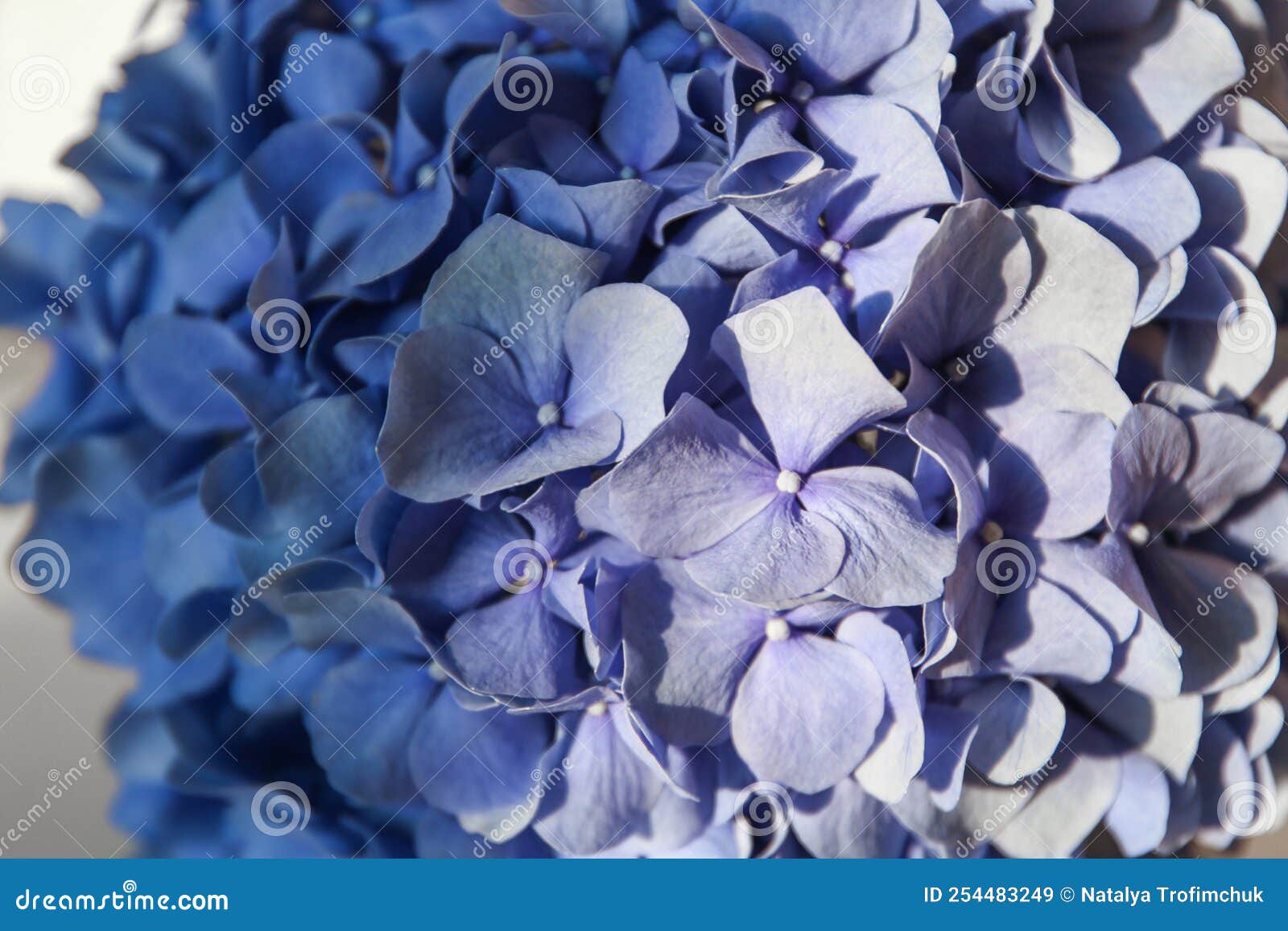 Blue hydrangea, close up stock image. Image of flower - 254483249