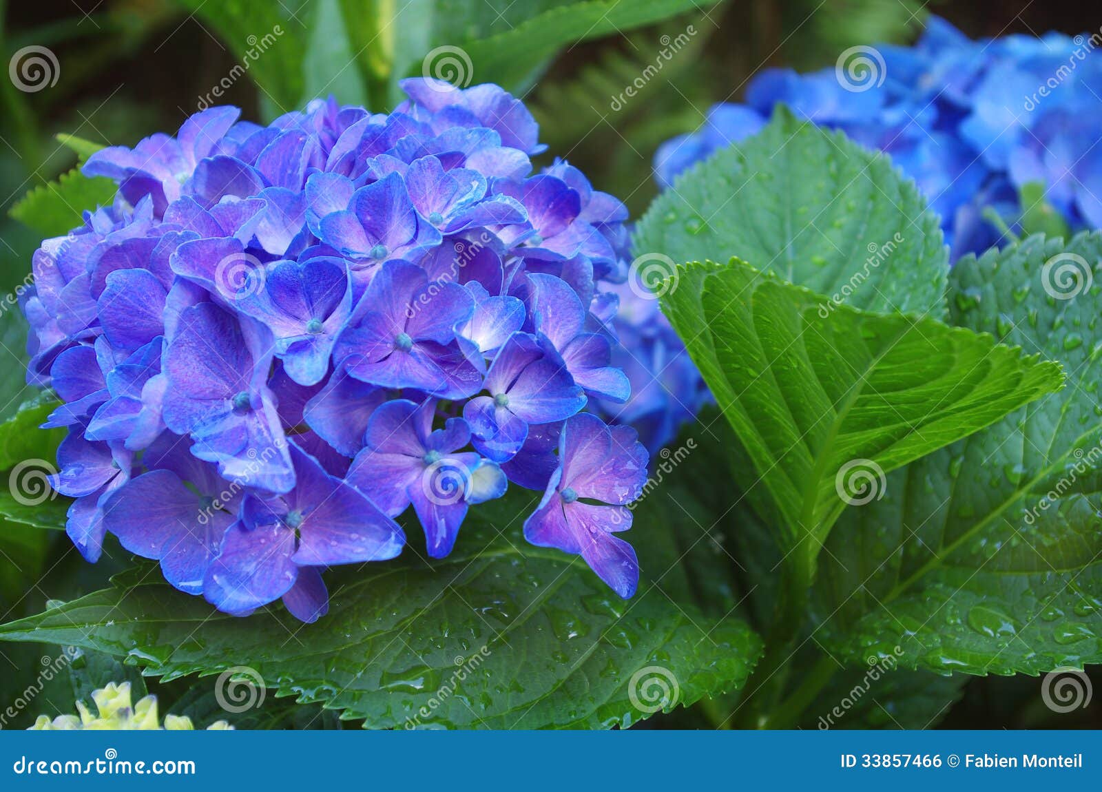 Blue hydrangea stock photo. Image of petal, color, garden - 33857466